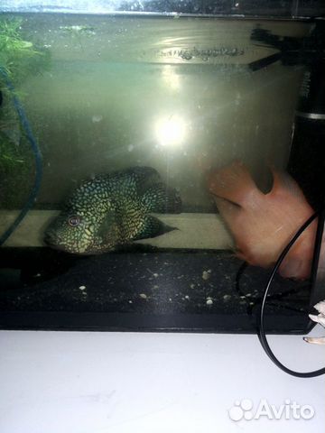 Цихлиды Бриллиантовая и Попугай