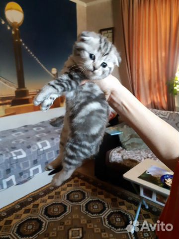 Продаются шотландские котята