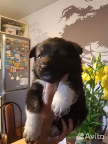 Щенок Аляскинского Маламута