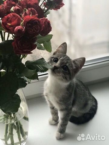 Малыш ищет дом