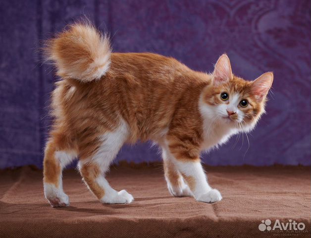 Ясминка -котёнка из питомника