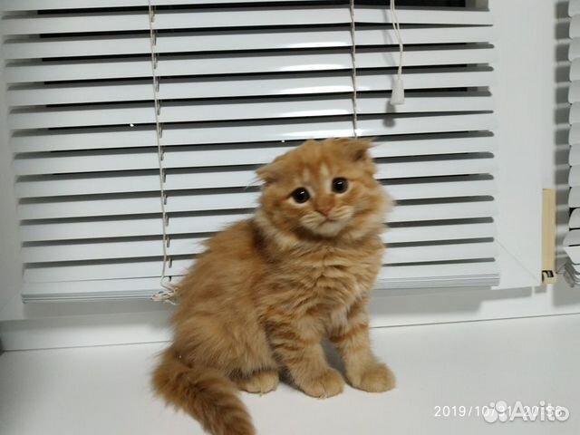 Красивая кошечка, вислоухая, 2,5 месяца