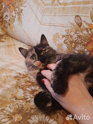 Супер нежная черепашка очаровашка