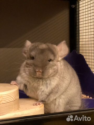 Шиншилла самка гетеробеж 3,5 мес