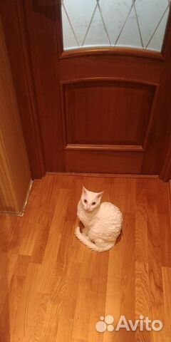 Кошечка уральский рекс для вязки