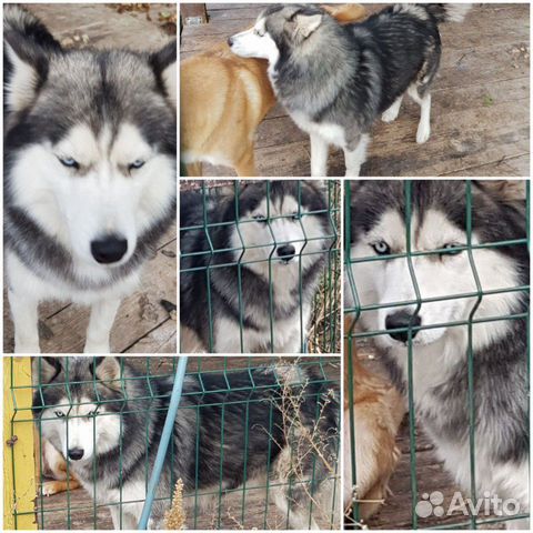 Кобель хаски