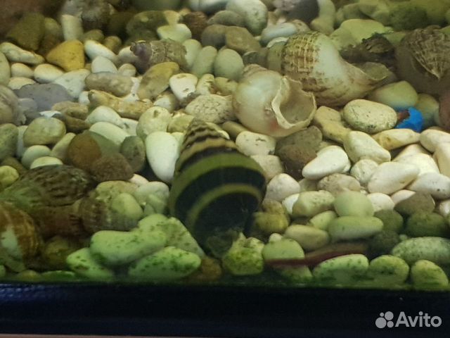 Улитки хищники хелены, поменяю на сухой корм