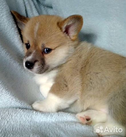 Вельш корги пемброк подарки для любимых