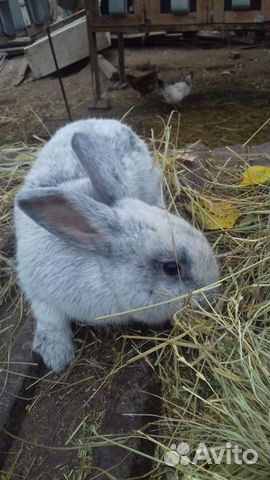 Кролик(самец бсс)