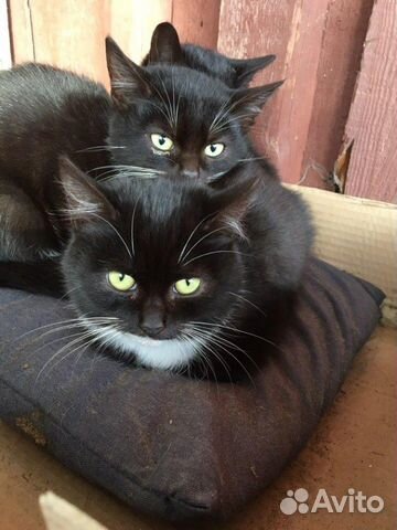 Котятки - милашки