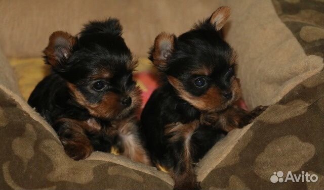 Кукольные щенки Йорка