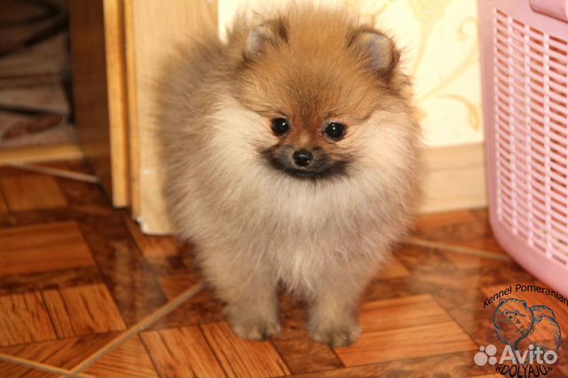 Супер мини девочка шпиц