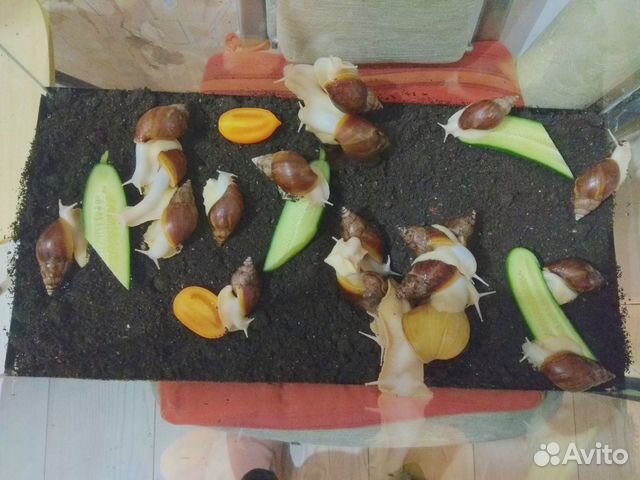 Улитки ахатины