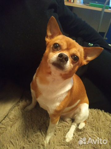 Самец чихуахуа для вязки