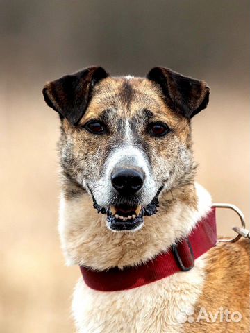 Очень умный парень Рой