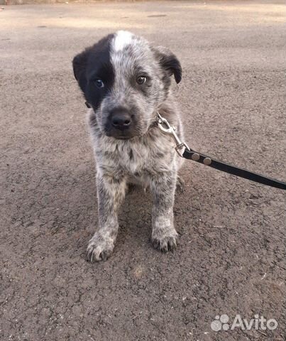 Щенок красавчик