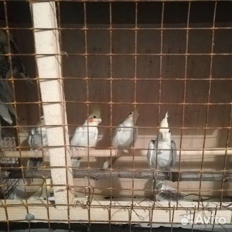 Карелы, волнистые, розела