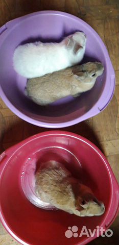 Шикарные Кролики