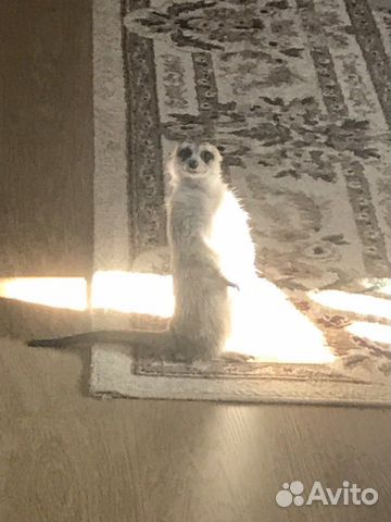 Животное, сурикат семён