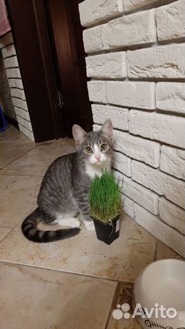 Отдам домашнего кота (6-7 месяцев)