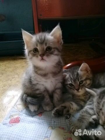 Шотландские котята