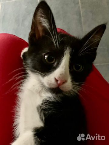 Котик во фраке