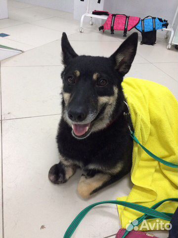 Мистер Блэк очень хочет быть домашним