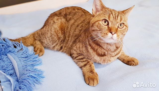 Шотландец в дар. Около 3 лет