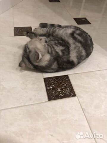 Найдена кошка