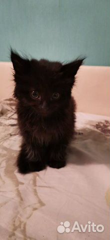 Чернобурый лис