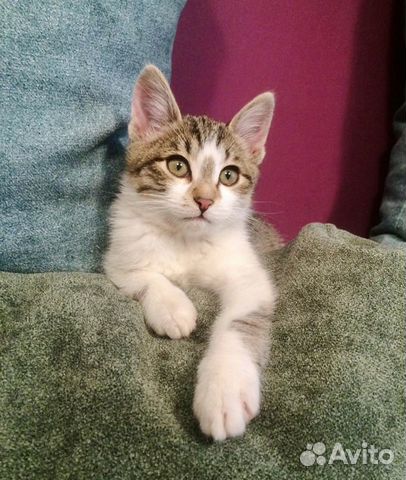 Котёнок в заботливые ручки