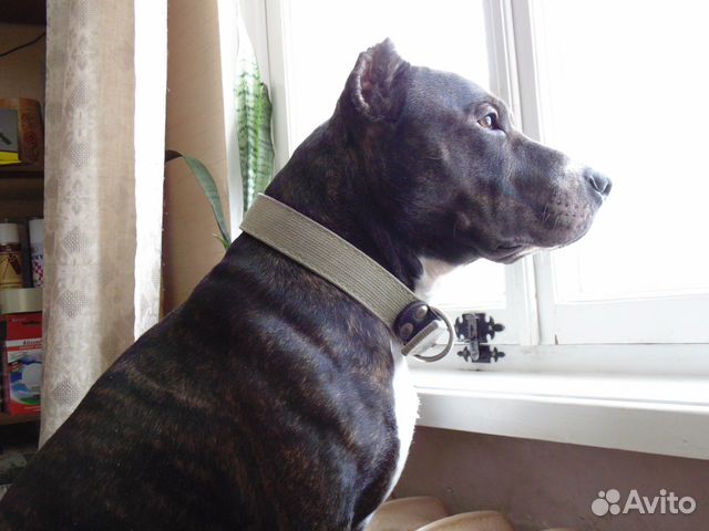 Ищем подружку ам. стаффа для вязки