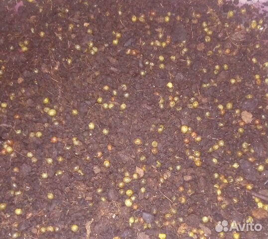 Коконы Дендробены