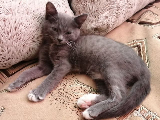 Котенок девочка ищет дом