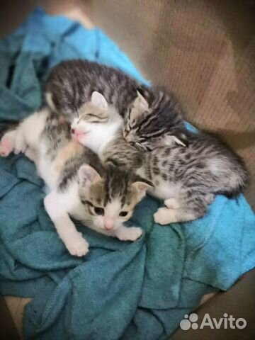 Котята