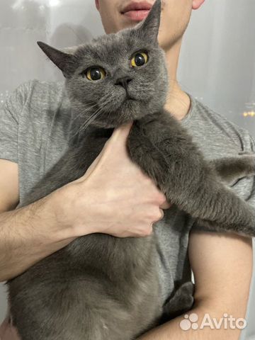 Очаровательная британка в добрые руки