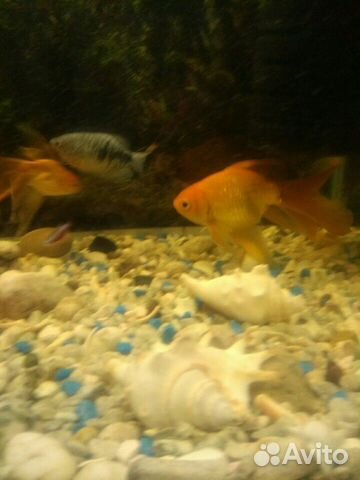 Два валехвоста и мраморная гурами рыбы Огромные