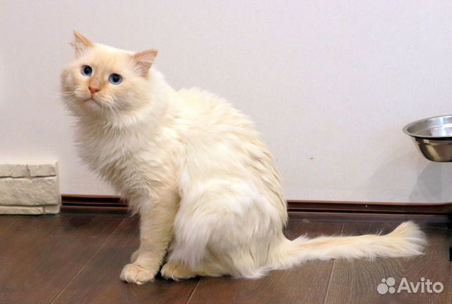 Шикарный котище в добрые руки