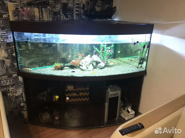Аквариум угловой обзорный с тумбой 350л