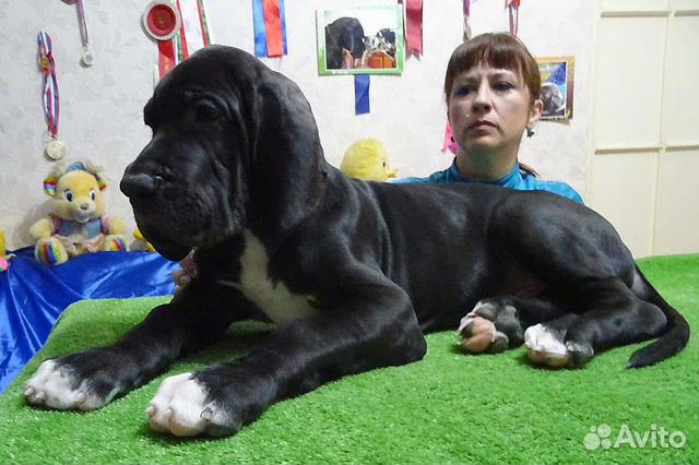 Щенок Немецкого дога, как домашний любимец