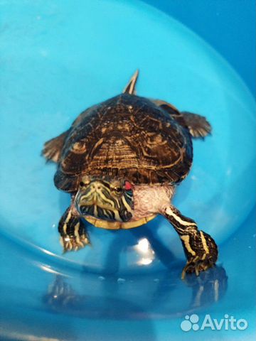 Черепаха взрослая лет 7