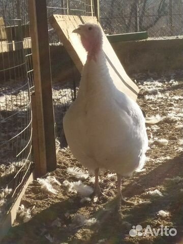 Индейки и индюки