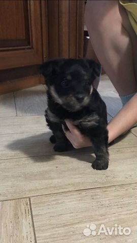 Щенок внеплановой вязки