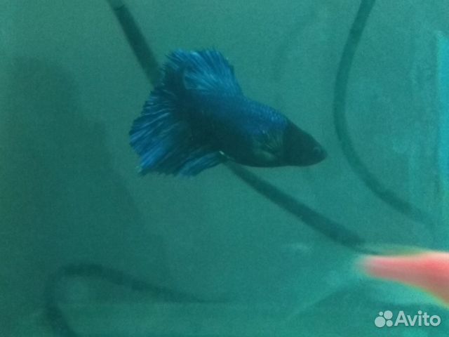 Рыбка петушок- самочка