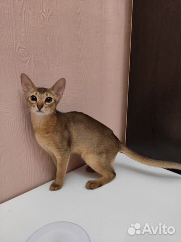 Абиссинский котенок
