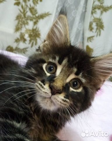 Гедеон Киссан де Пуш