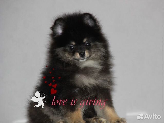 Красотка шпиц