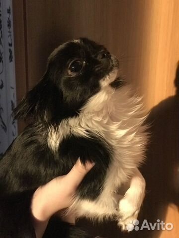 Чихуахуа мини девочка д/ш