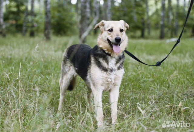 Собака добряша Шелли ищет добрые руки