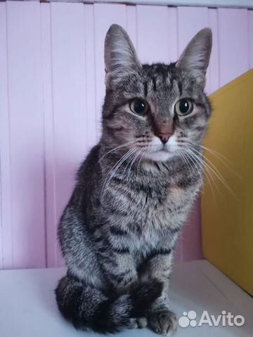 Молли ищет дом